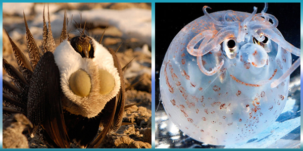 WTF, Evolution? A Glimpse to Nature’s Weirdest Creatures - The All My ...