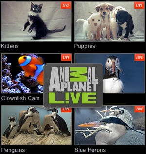 Animal Planet LIVE! Incredible live animal cameras - The All My Faves Blog