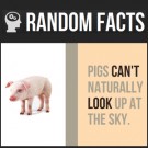 FACTSlides – A collection of Random & Interesting Facts - The All My ...