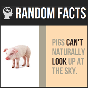 FACTSlides – A collection of Random & Interesting Facts - The All My ...