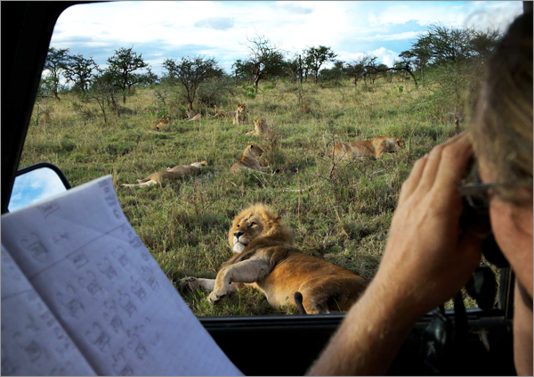 The Serengeti Lion: An Exquisite National Geographic Project