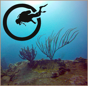 Diveboard: The Online Network For The SCUBA Diving Community