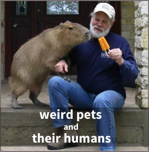 15 Pictures of Weird Pets and Their Humans - The All My Faves Blog